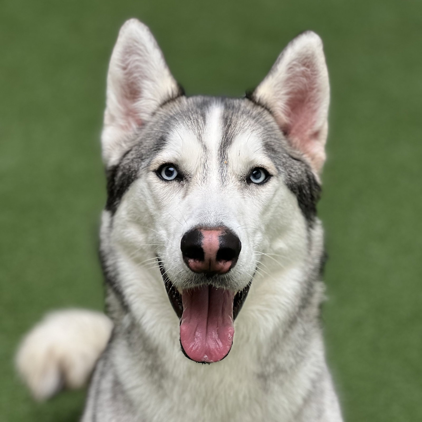 Dog for Adoption - Max, a Siberian Husky in Monte Sereno, CA | Alpha Paw