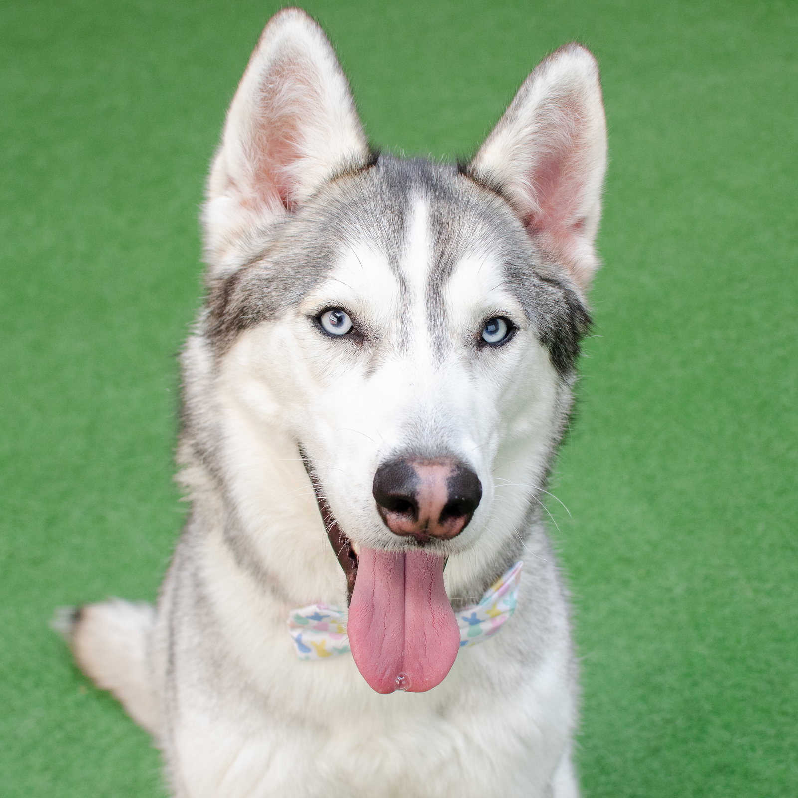 Dog for Adoption - Max, a Siberian Husky in Monte Sereno, CA | Alpha Paw