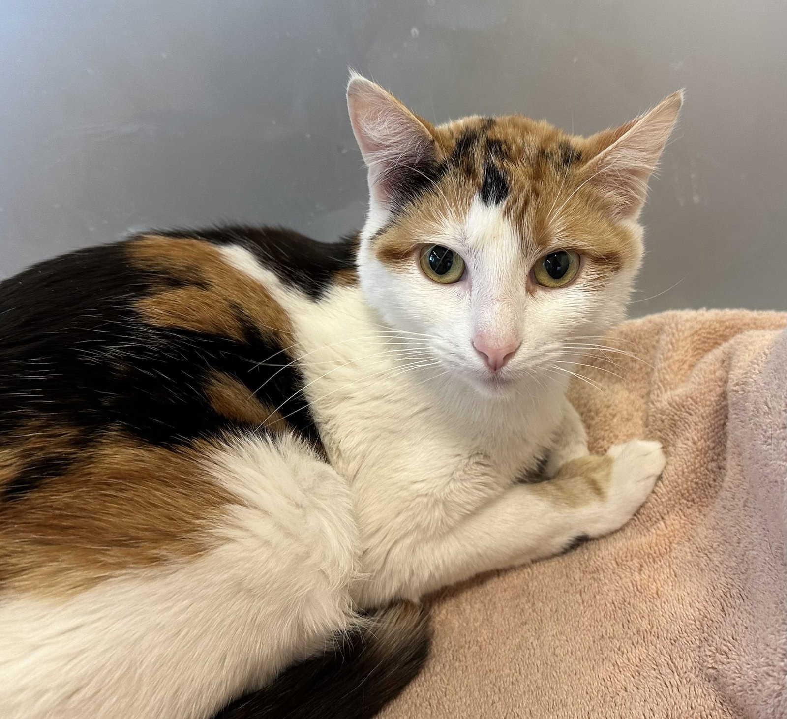 Cats for Adoption in San Francisco, California | Alpha Paw