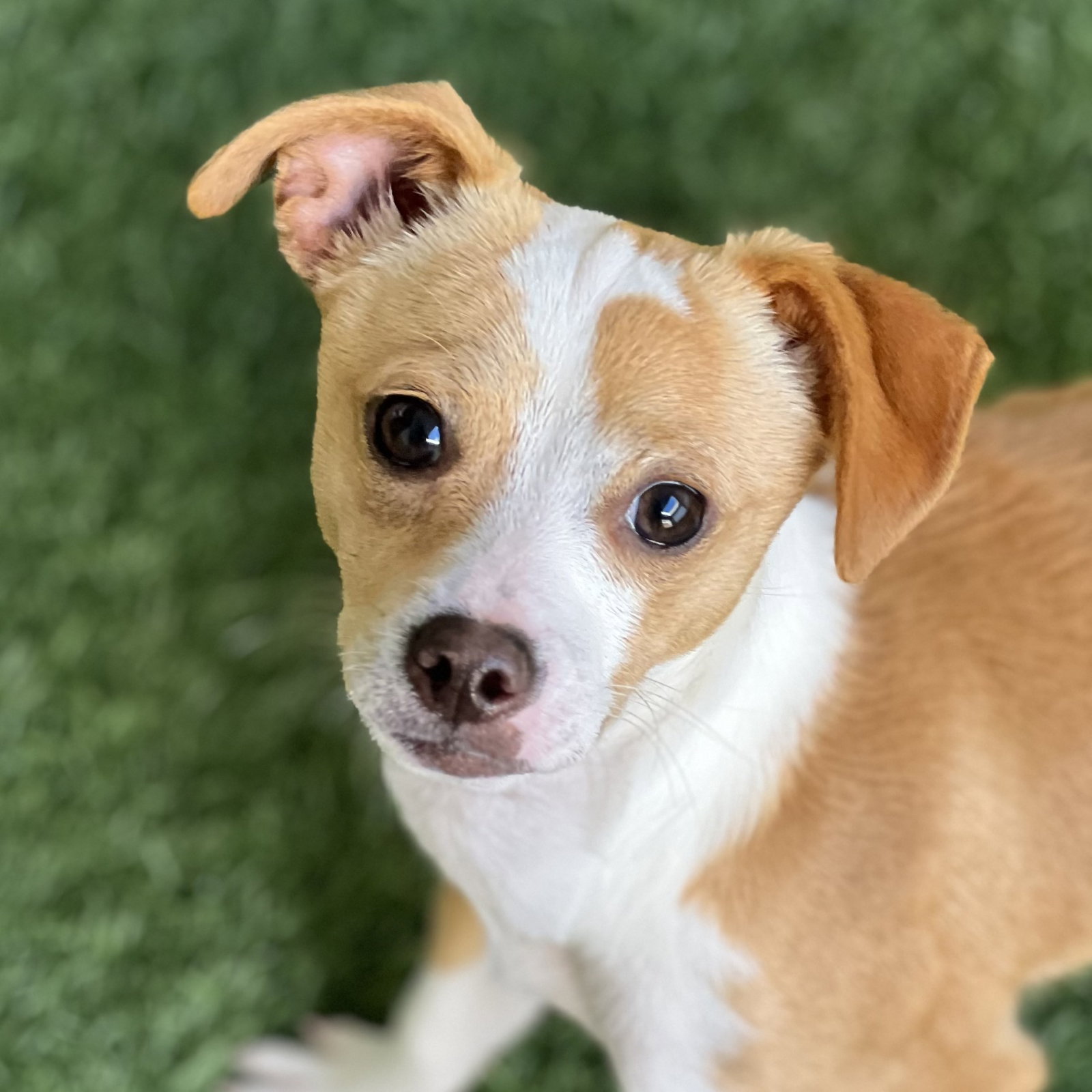 Dog for Adoption - Ariel, a Chihuahua in Castro Valley, CA | Alpha Paw