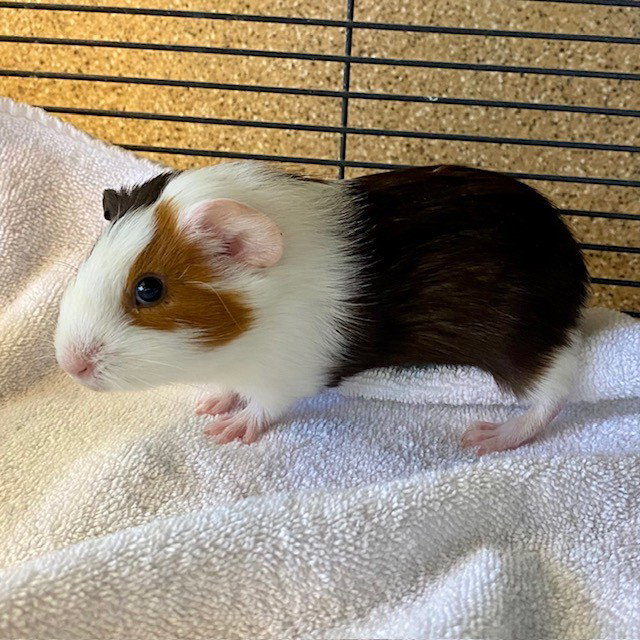 Guinea Pig adoption in Burlingame, CA 94010: Guinea Pig (short coat ...