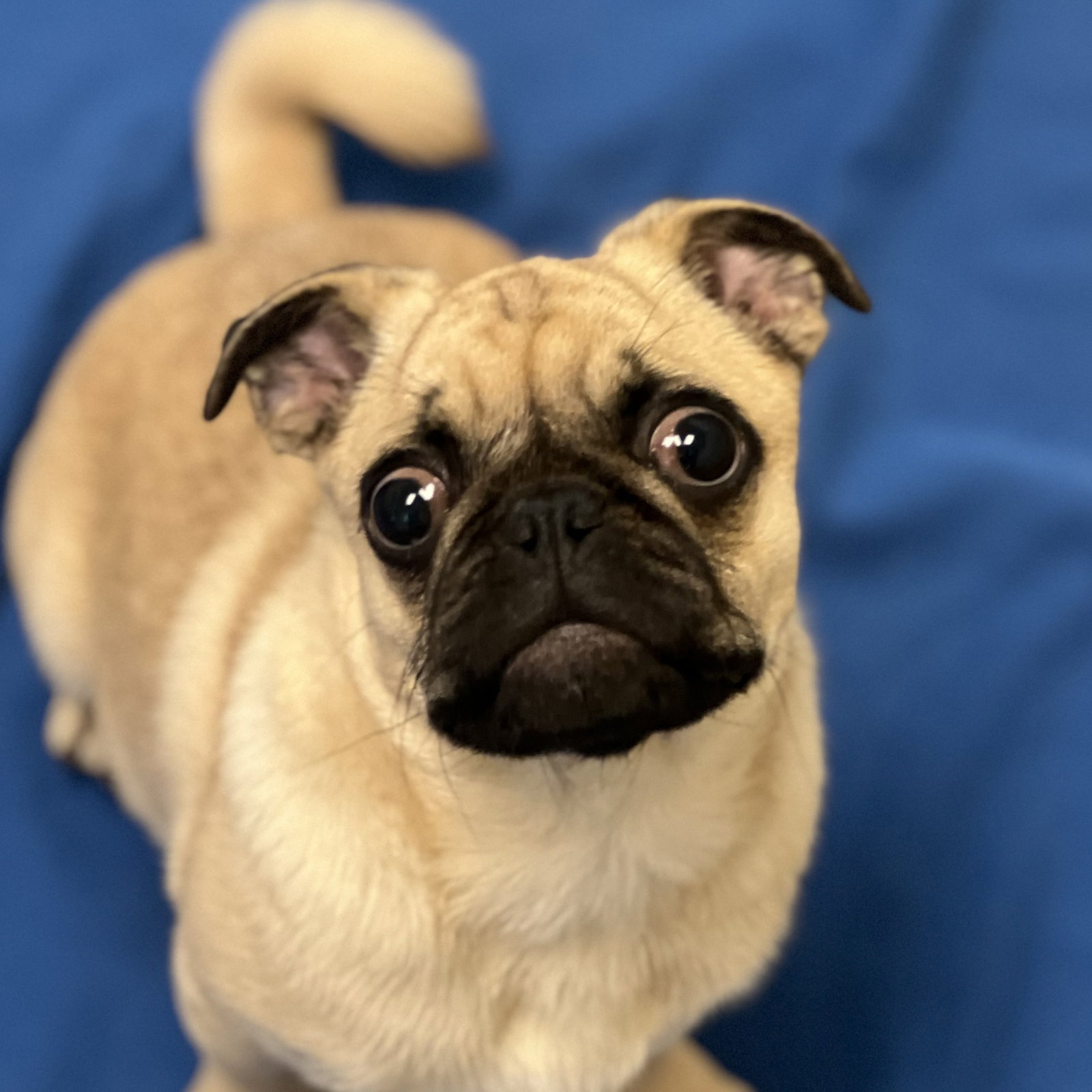 Dog for Adoption - Buddy, a Pug in Sunnyvale, CA | Alpha Paw