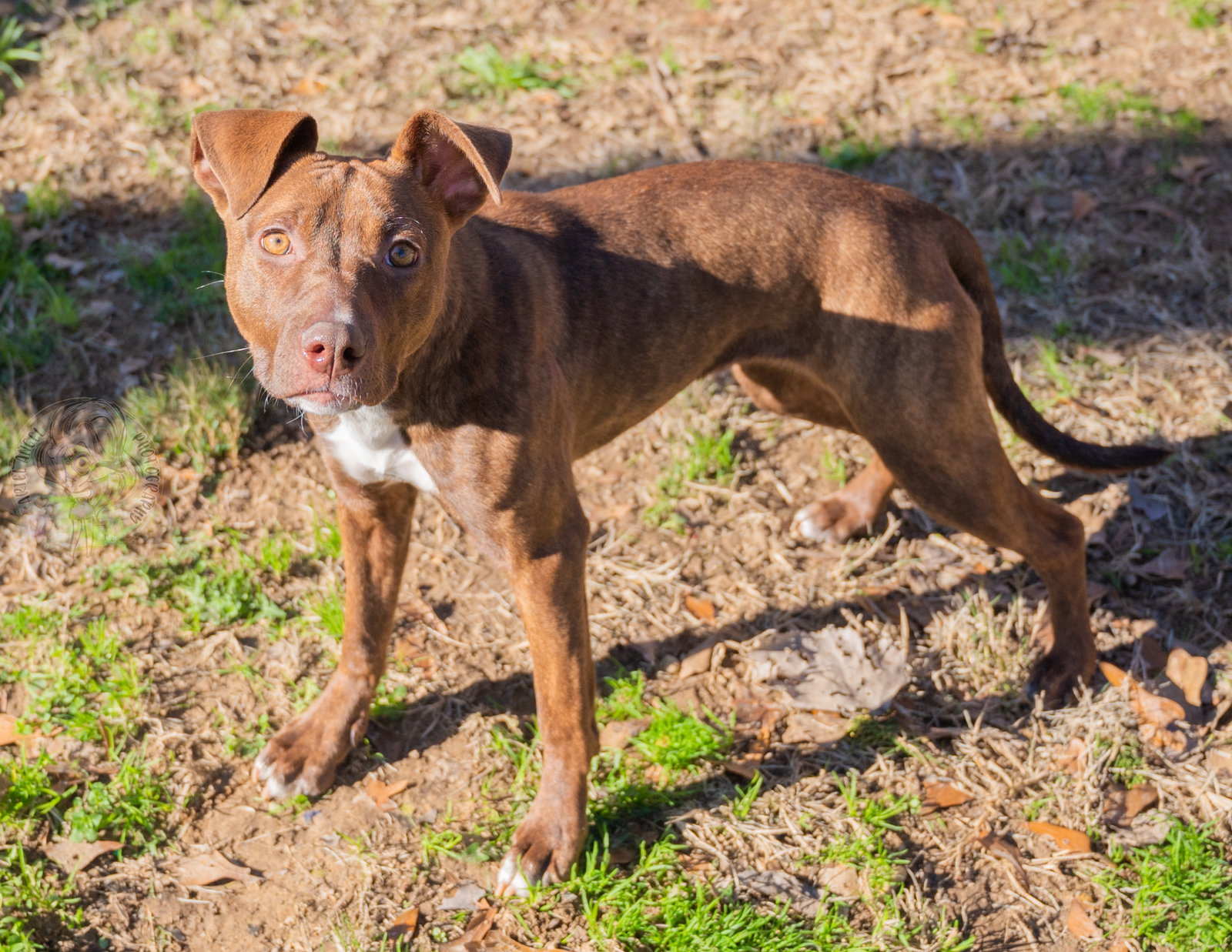 Dog for Adoption - Terra, a Chocolate Labrador Retriever in Hardeman ...