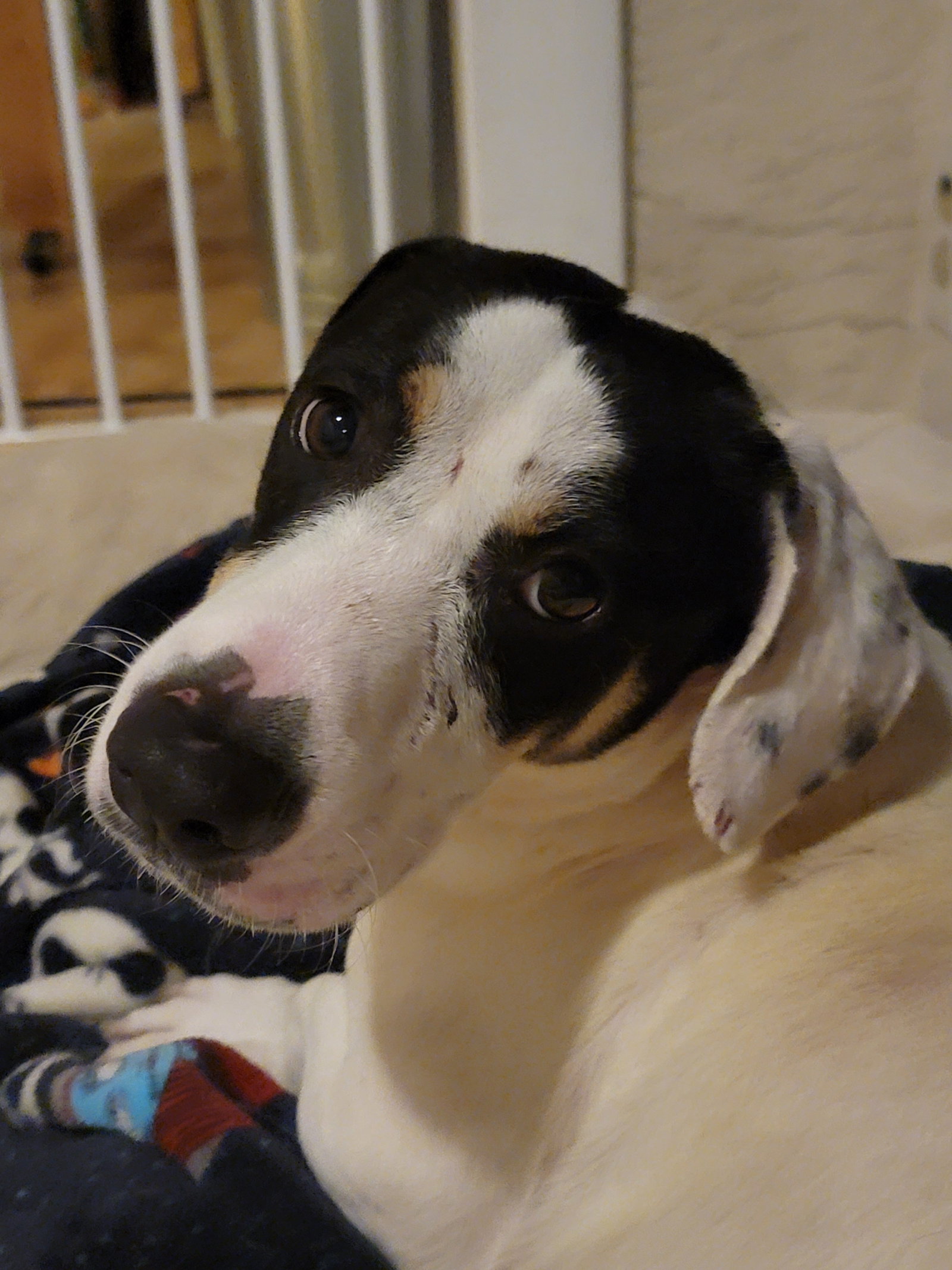 Dog for Adoption - Levi, a Basset Hound in Sonoma County, CA | Alpha Paw