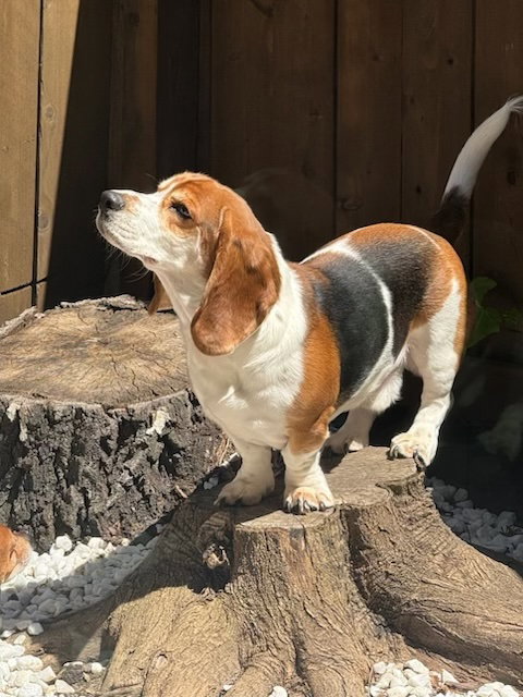 Duke (Sacramento)'s Web Page