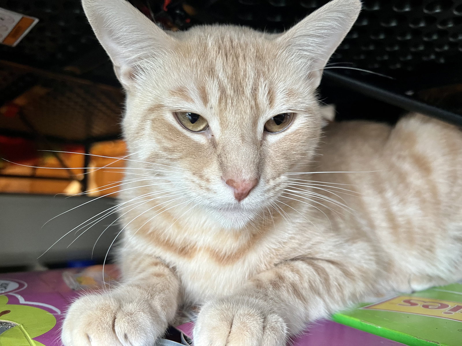 Cat adoption in Dallas, TX 75370: Domestic Short Hair Cat "Dax"