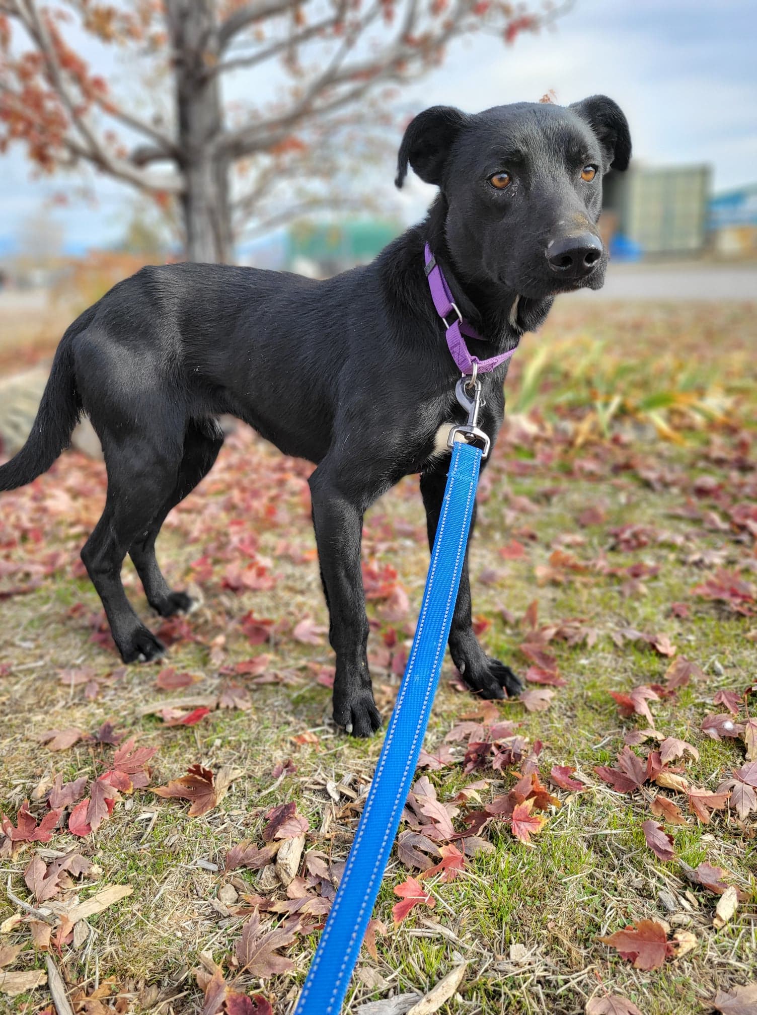 Dog for Adoption - Coby, a Border Collie in Medford, OR | Alpha Paw