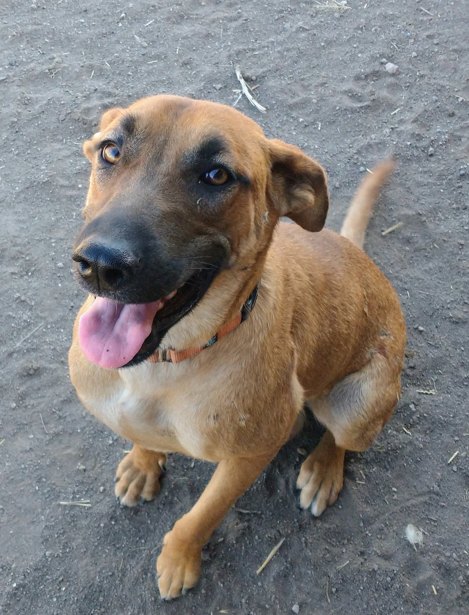 Dog for Adoption - Assam, a German Shepherd Dog in Jackson County, OR ...