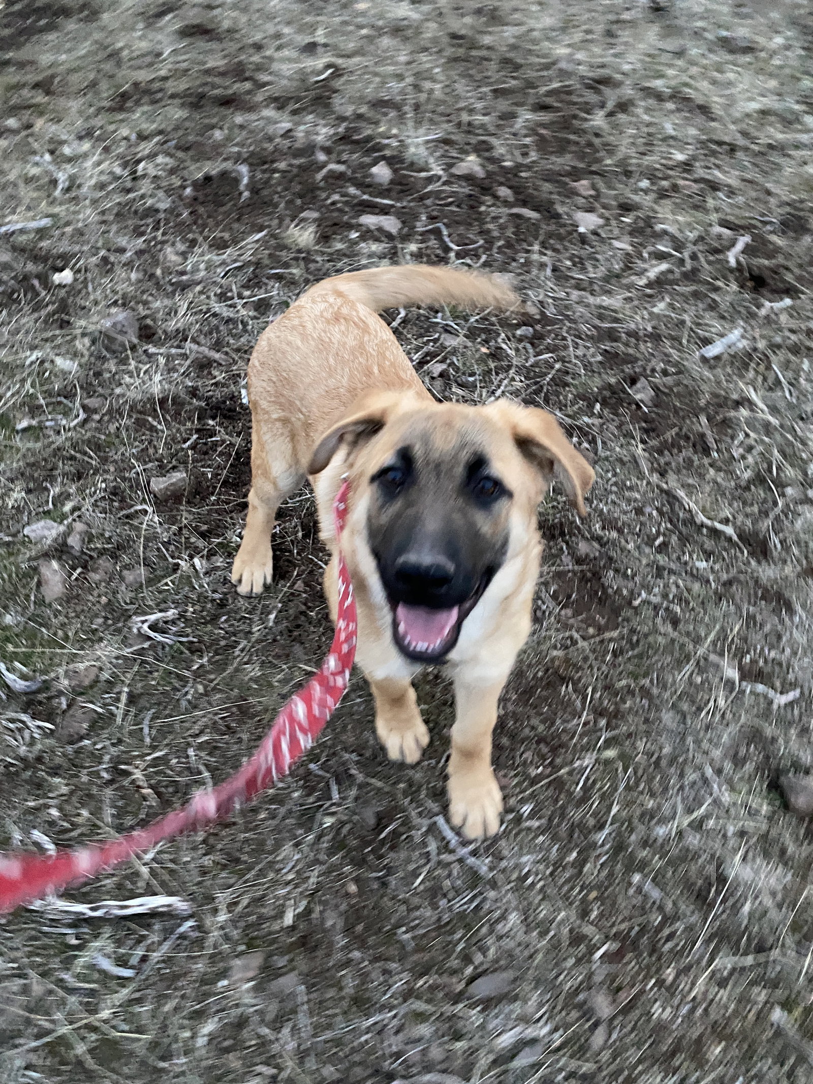 Dog for Adoption - Assam, a German Shepherd Dog in Jackson County, OR ...
