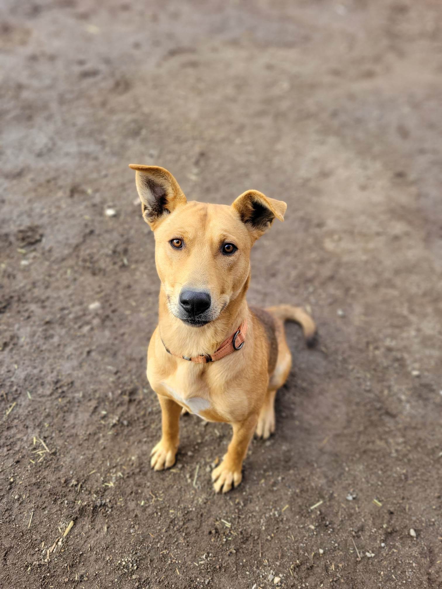 Dog for Adoption - Red Foreman, a Shepherd in White City, OR | Alpha Paw