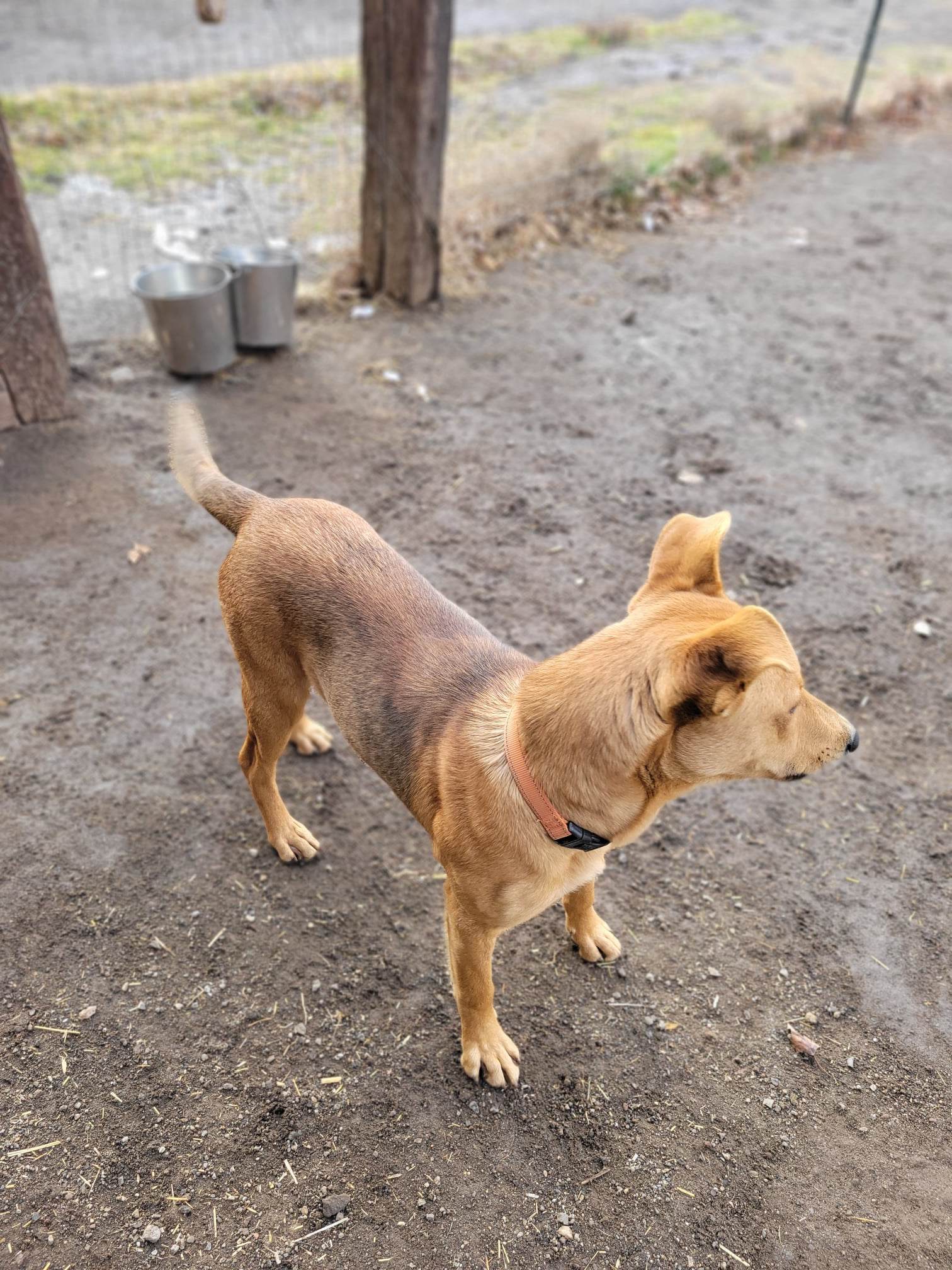 Dog for Adoption - Red Foreman, a Shepherd in White City, OR | Alpha Paw