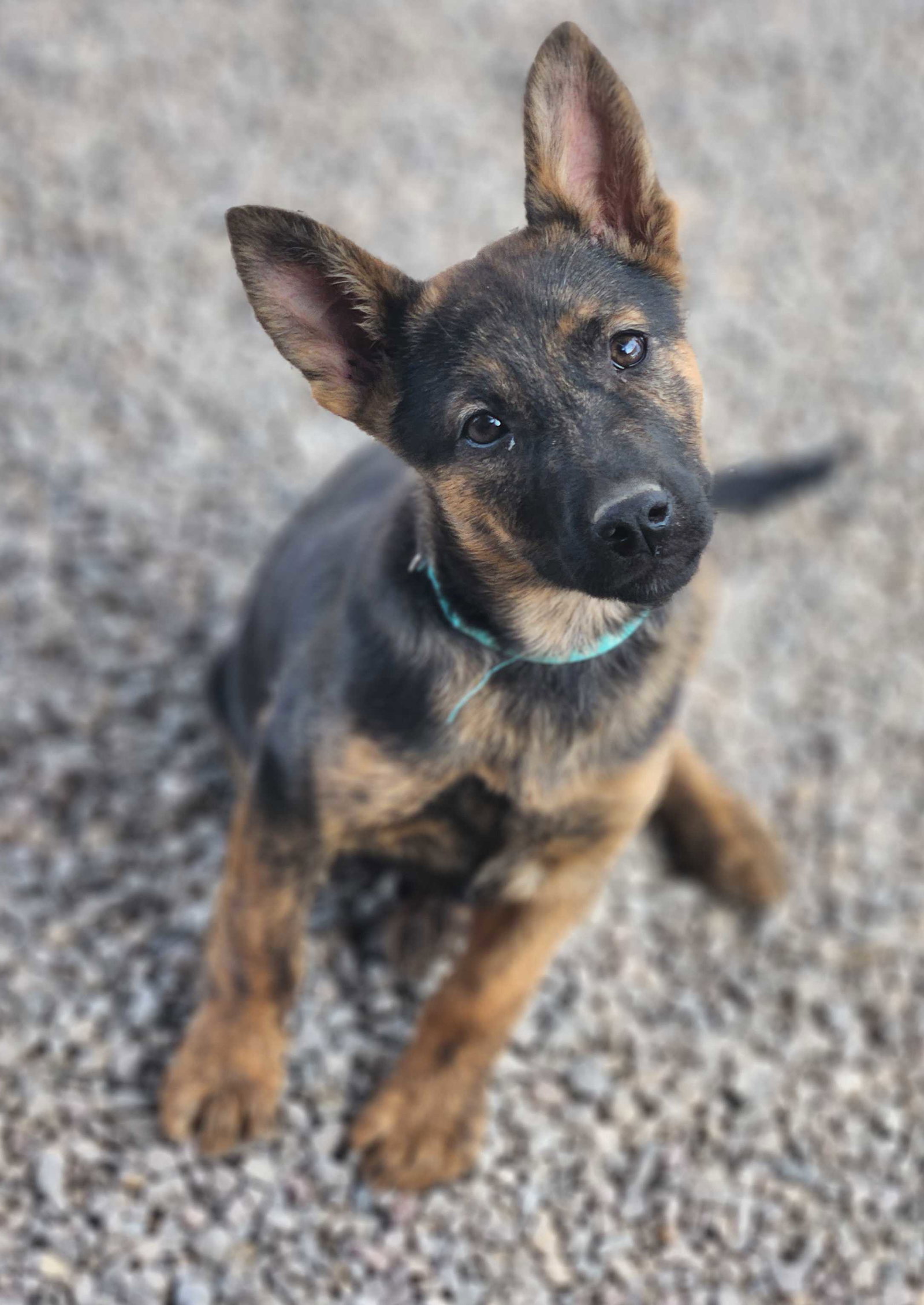 Dog for Adoption - Bustle, a Belgian Shepherd Malinois in Talent, OR ...