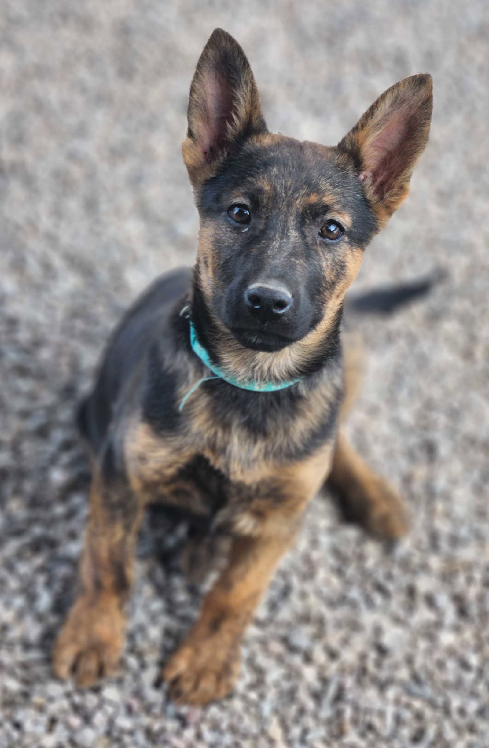 Dog for Adoption - Bustle, a Belgian Shepherd Malinois in Talent, OR ...