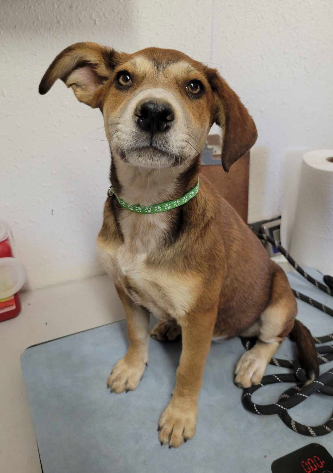 Dog for Adoption - Mocha, a Queensland Heeler in Williams, OR | Alpha Paw