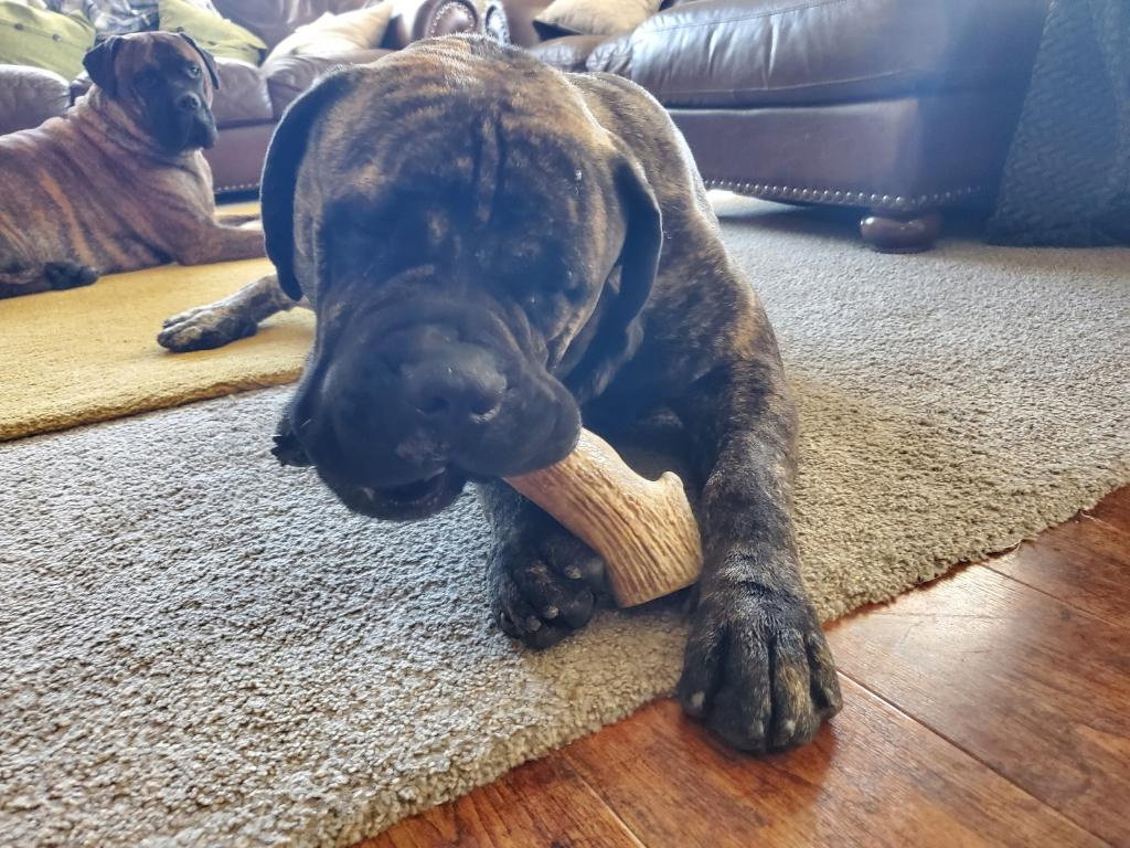 Boomer-ADOPTED's Web Page