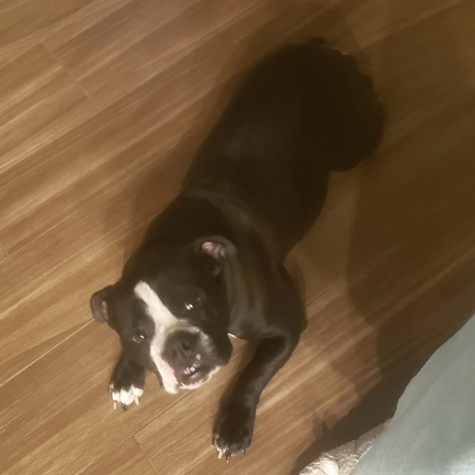 Dog for Adoption - Helga, a English Bulldog in Encanto, AZ | Alpha Paw