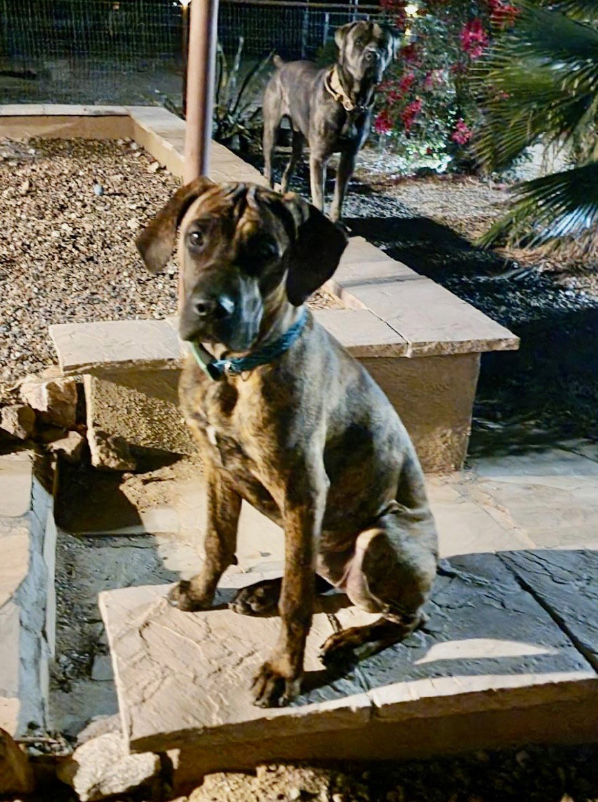 River adoption pending's Web Page