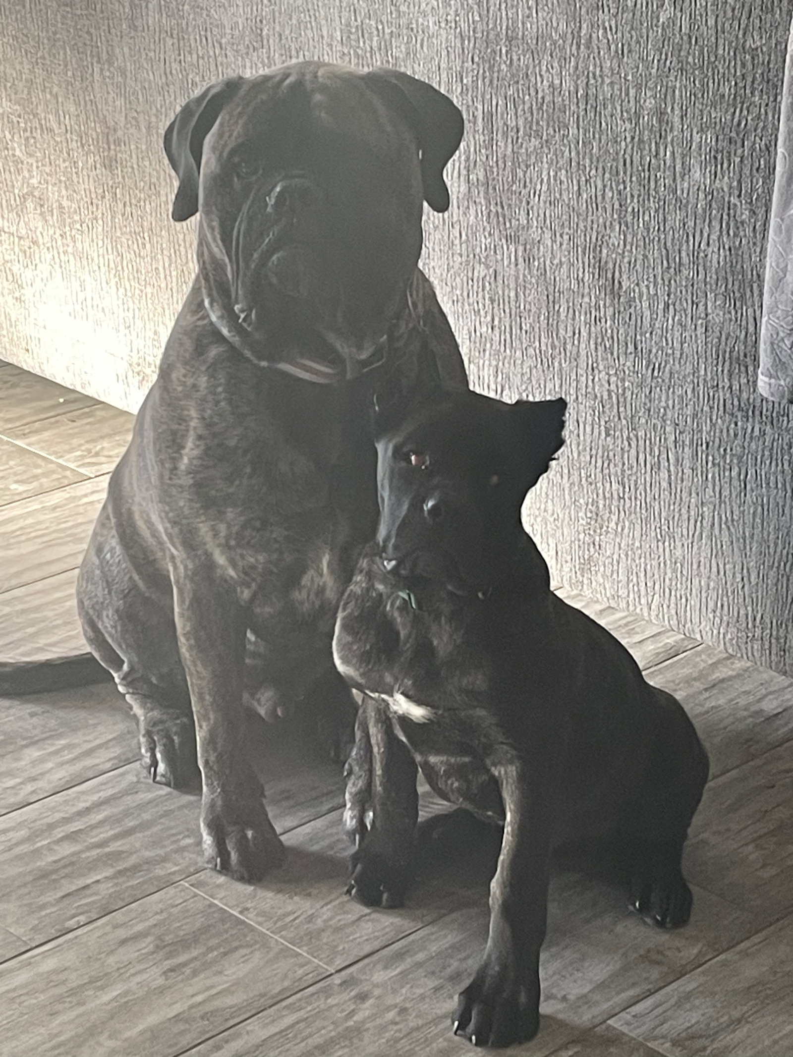 Dog for Adoption - KHAN adopted, a Cane Corso Mastiff in Sun Lakes, AZ ...
