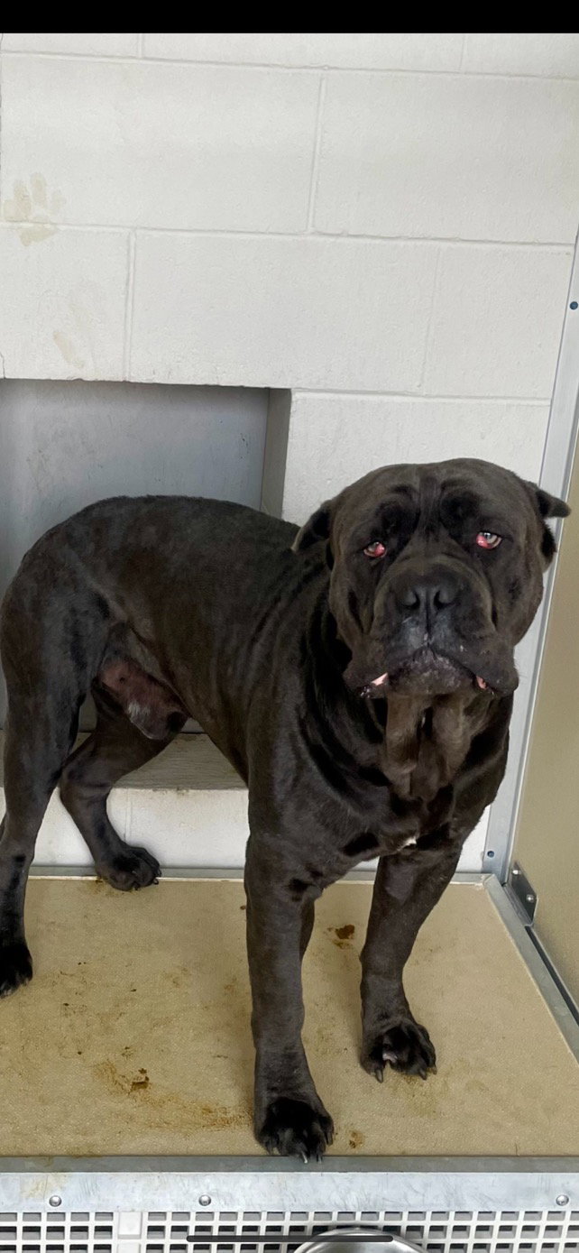 Dog adoption in Goodyear, AZ 85338: Cane Corso Mastiff Dog "DIESEL"