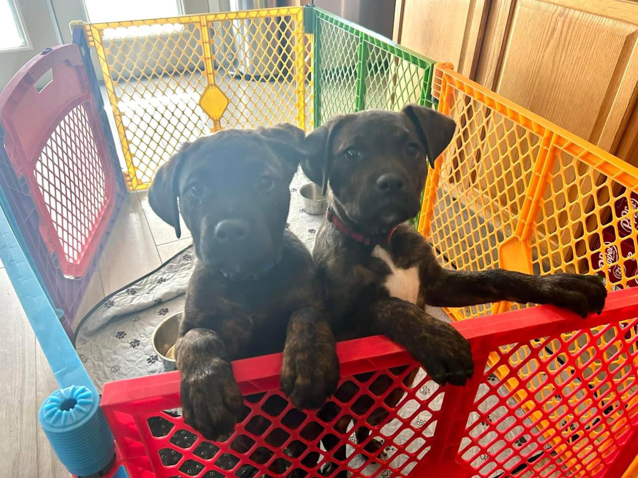 Dog for Adoption - Darla, a Cane Corso Mastiff in Surprise, AZ | Alpha Paw