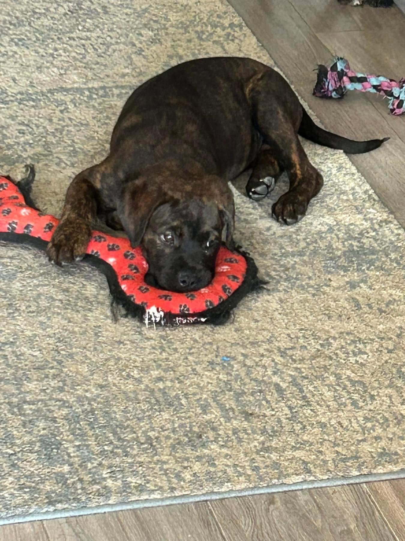 Dog for Adoption - Darla ADOPTED, a Cane Corso Mastiff in Mesa, AZ ...