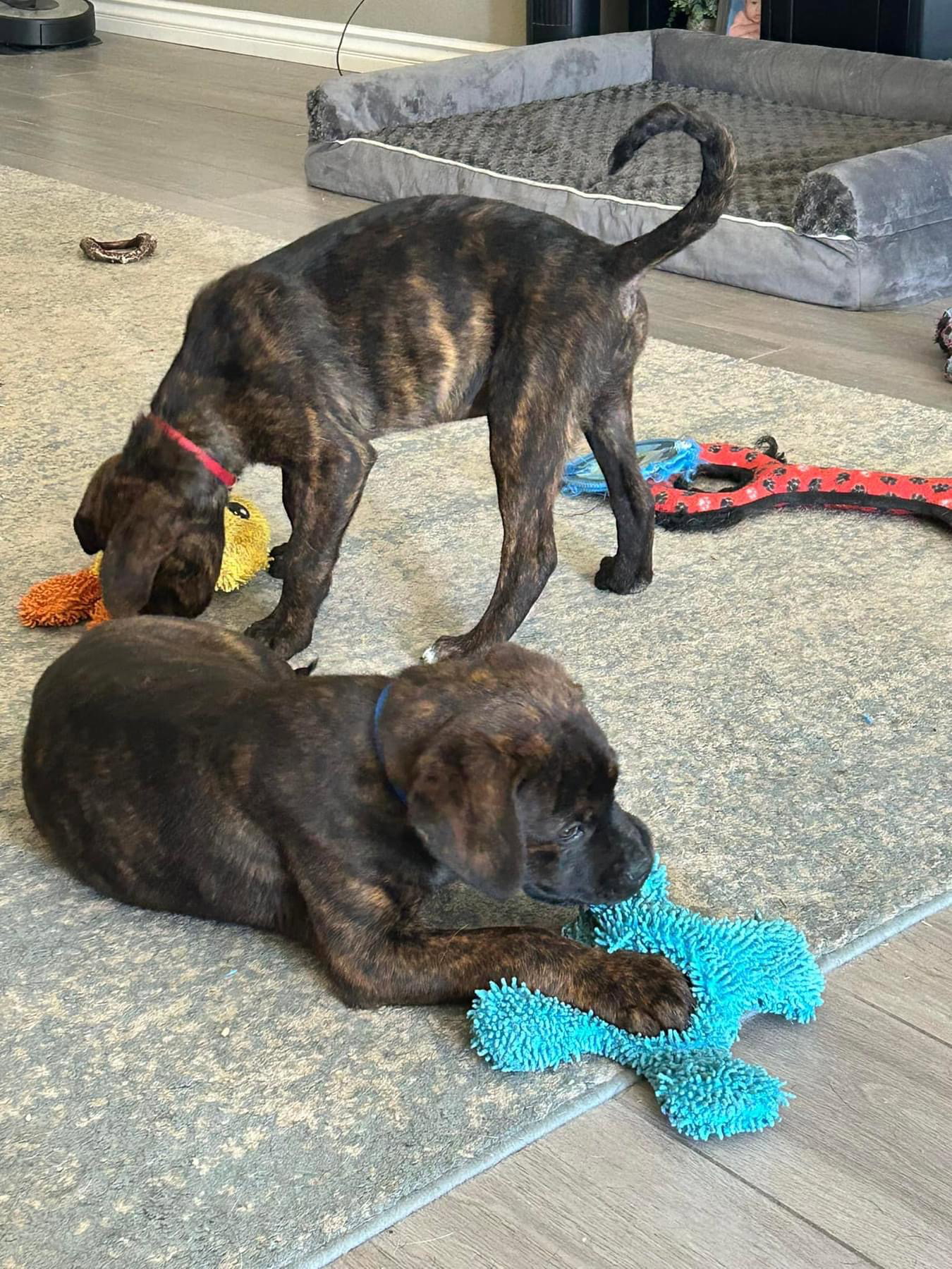 Dog for Adoption - Darla, a Cane Corso Mastiff in Surprise, AZ | Alpha Paw
