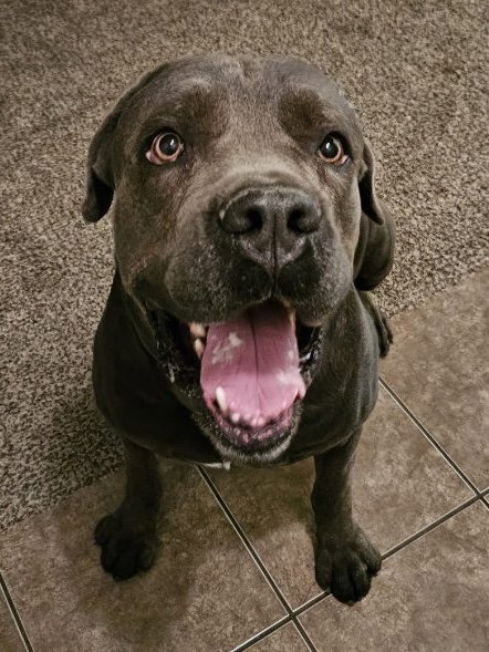 Dog adoption in Goodyear, AZ 85338: Cane Corso Mastiff Dog "Gunner 2"