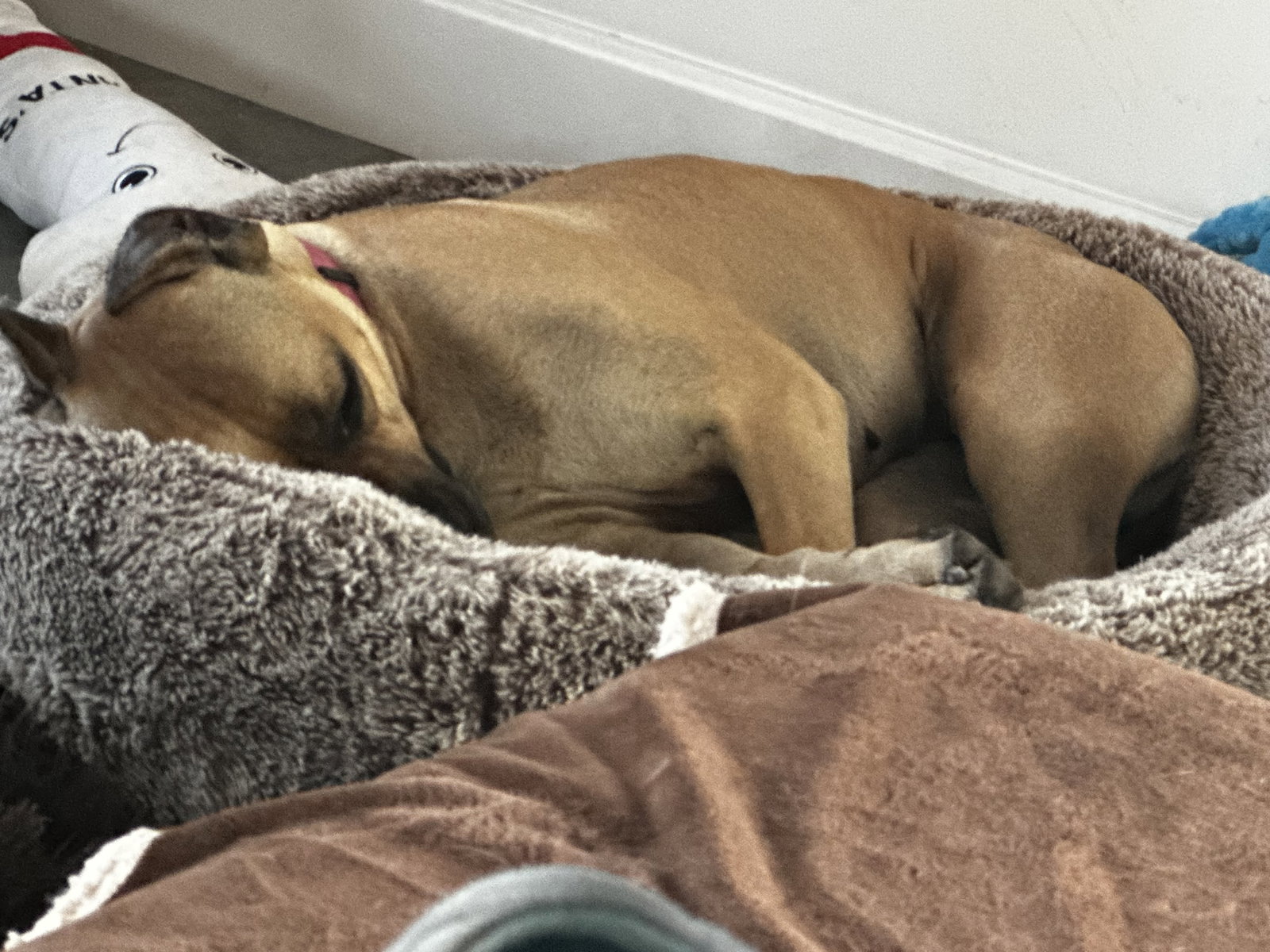Dog for Adoption - Stella, a Cane Corso Mastiff in Paradise Valley, AZ ...