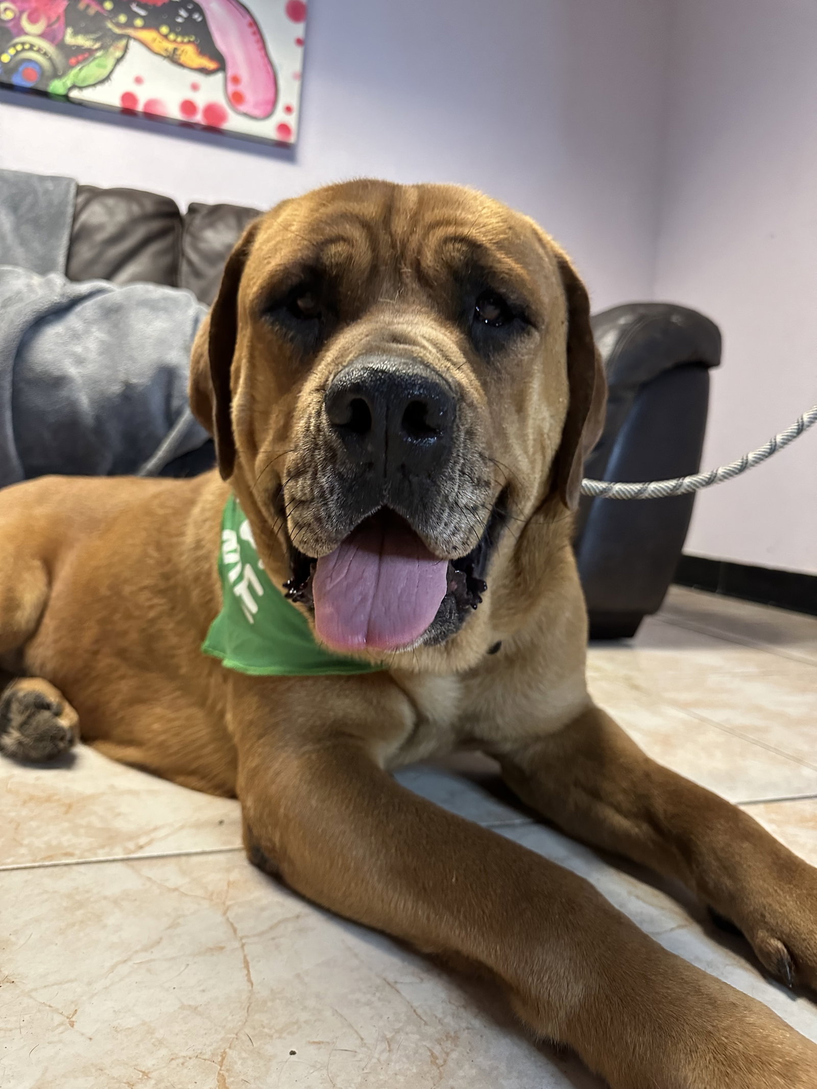 Dog for Adoption - Lobos, a Mastiff in Phoenix, AZ | Alpha Paw