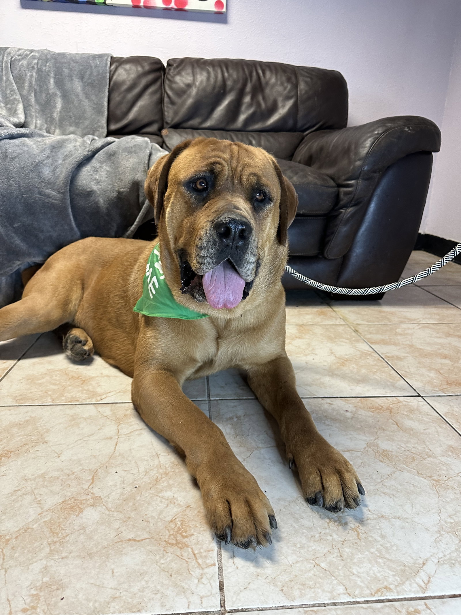 Dog for Adoption - Lobos, a Mastiff in Phoenix, AZ | Alpha Paw