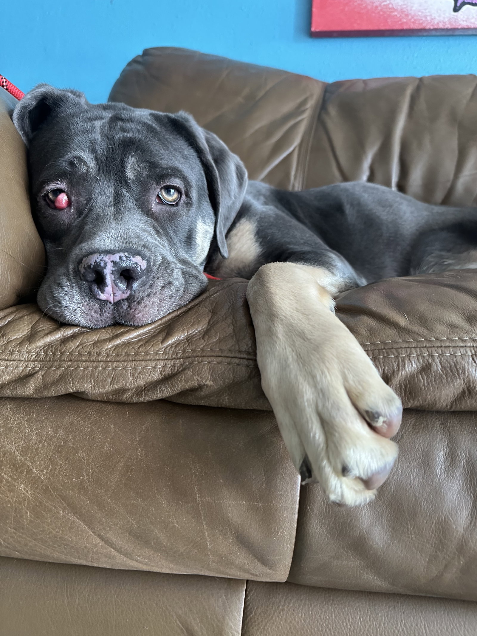 Cheri ADOPTED's Web Page