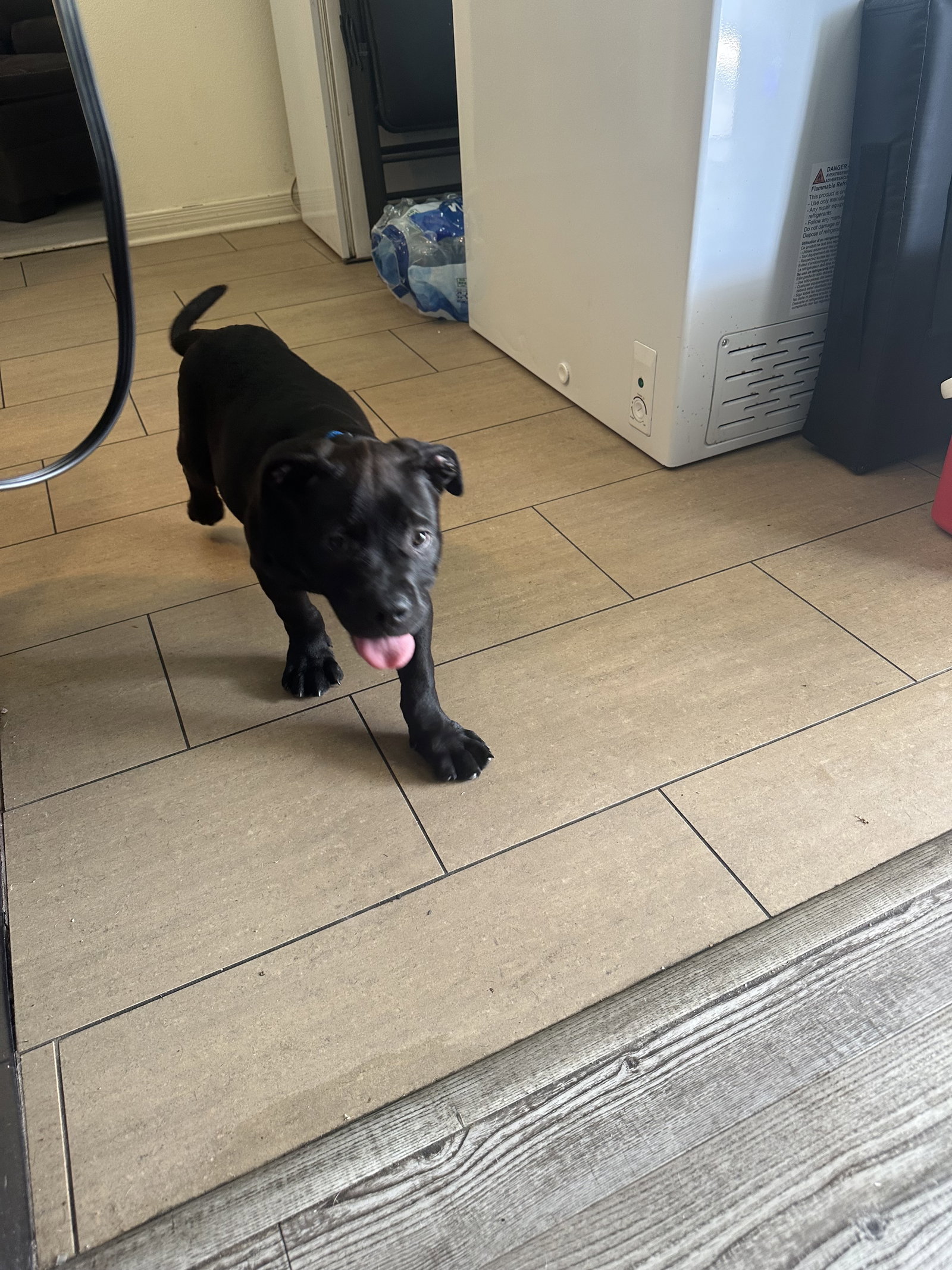 Eddy ADOPTION PENDING's Web Page