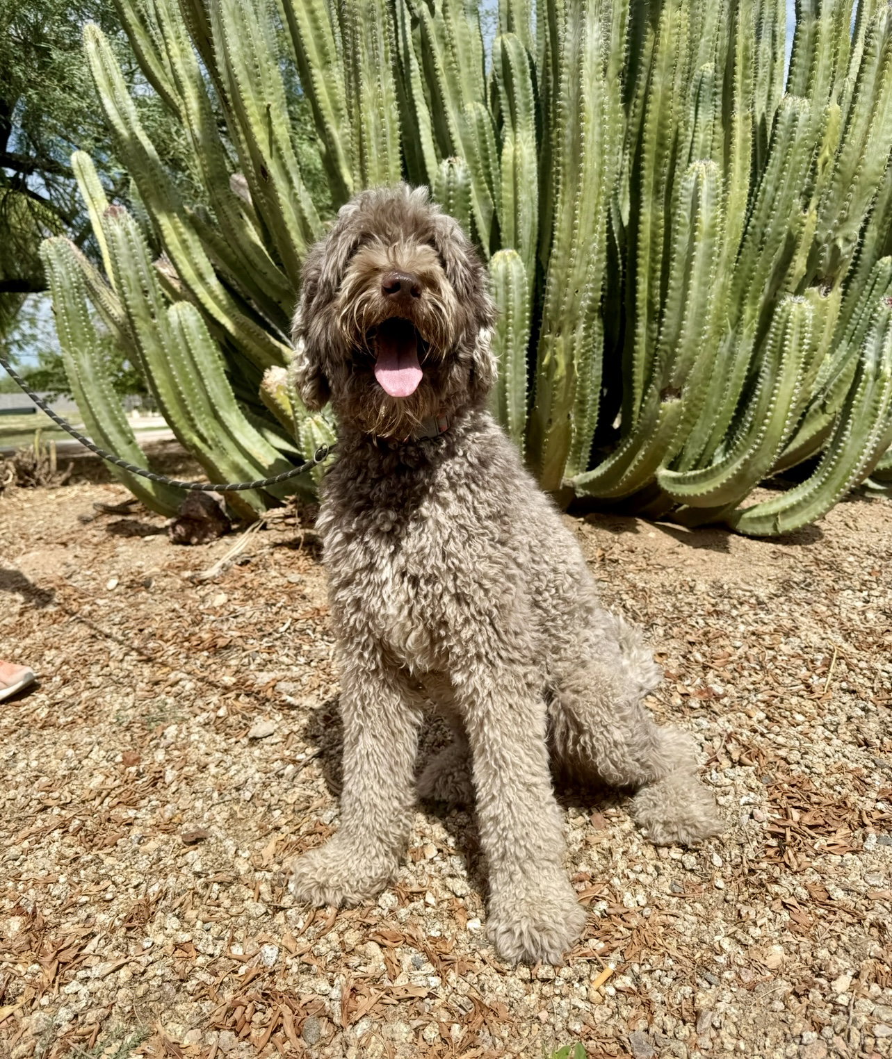Huck - ADOPTED's Web Page