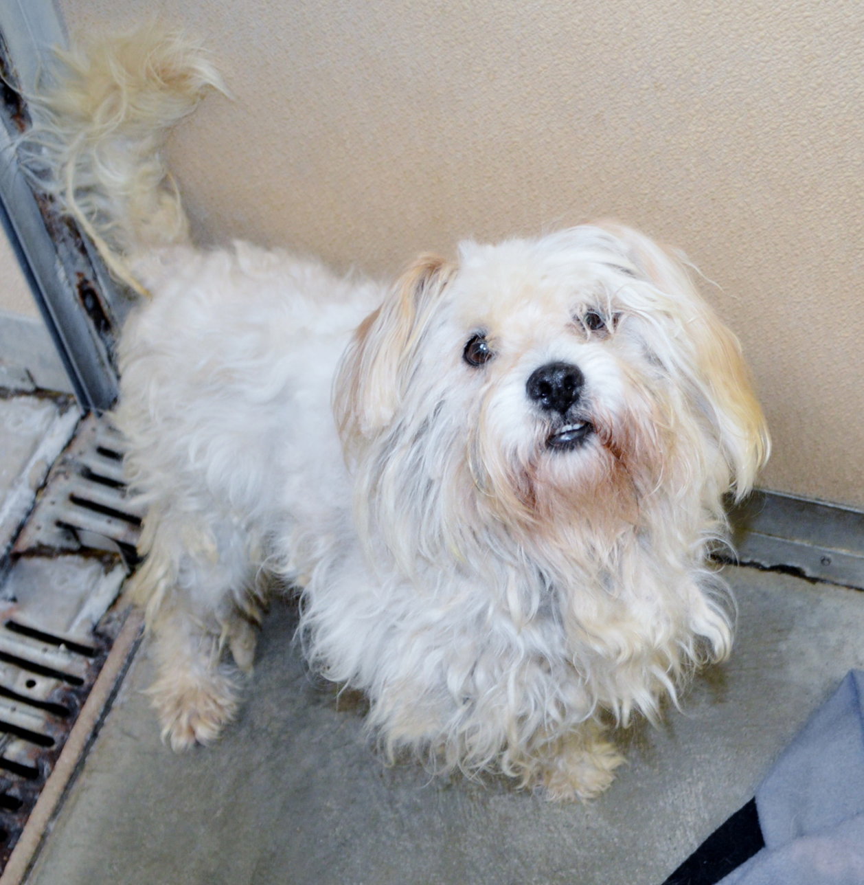 Dog for Adoption - Maltese/Terrier male X, a Maltese in Blythe, CA ...