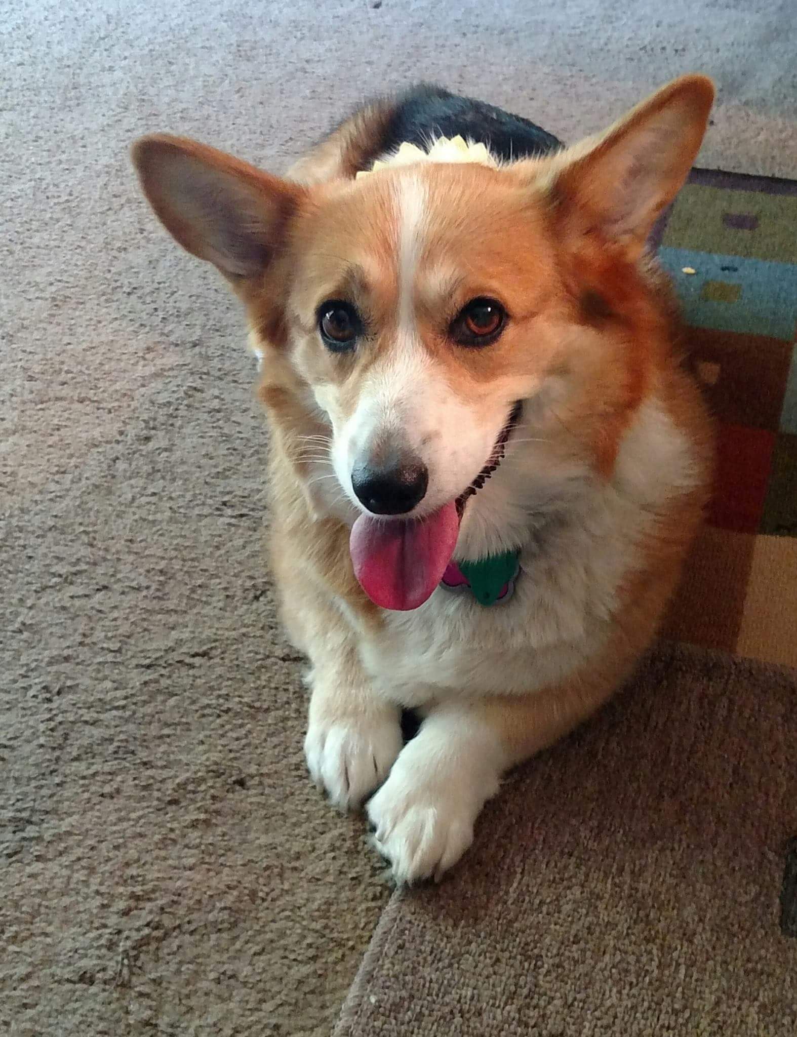Dog for Adoption - Dakota, a Pembroke Welsh Corgi in Licking County, OH ...
