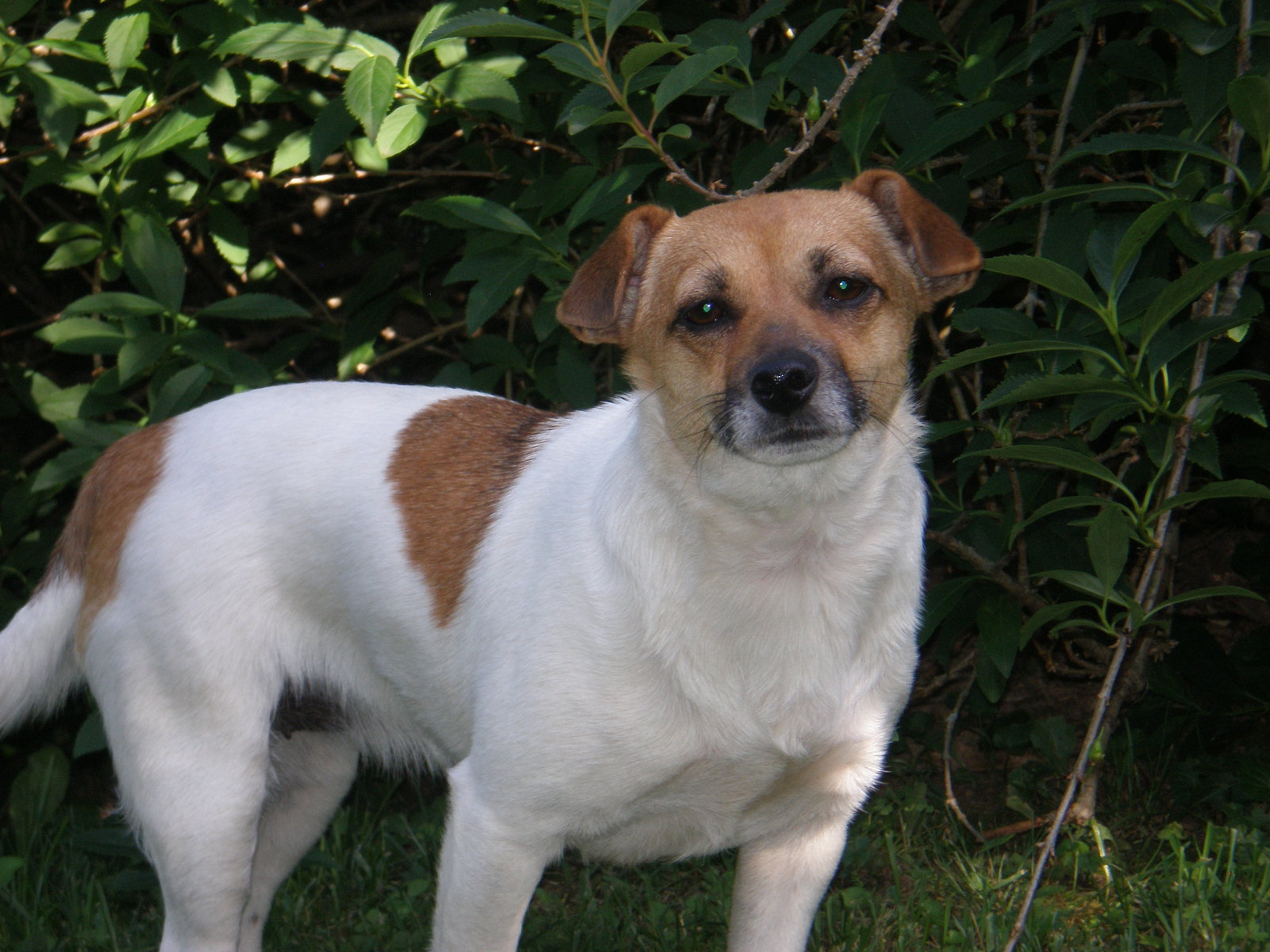 Dog for Adoption - BOBBETTE, a Jack Russell Terrier in South Carthage ...