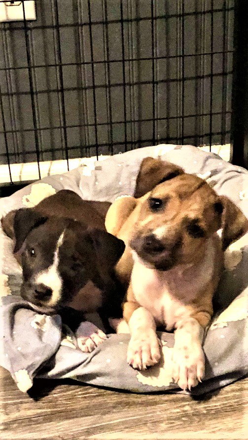 Dog for Adoption - PUPPIES AUTUMN & BOO, a Pit Bull Terrier in ...
