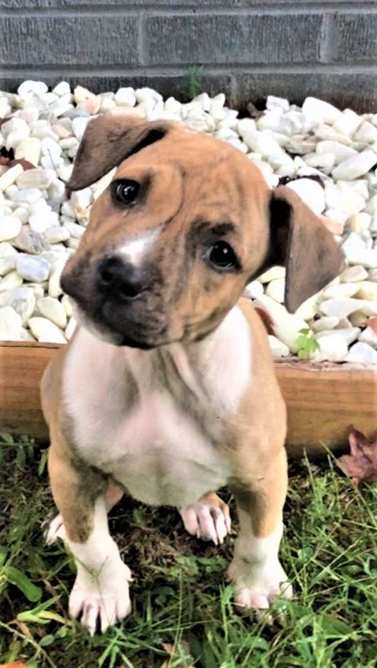 Dog for Adoption - PUPPIES AUTUMN & BOO, a Pit Bull Terrier in ...