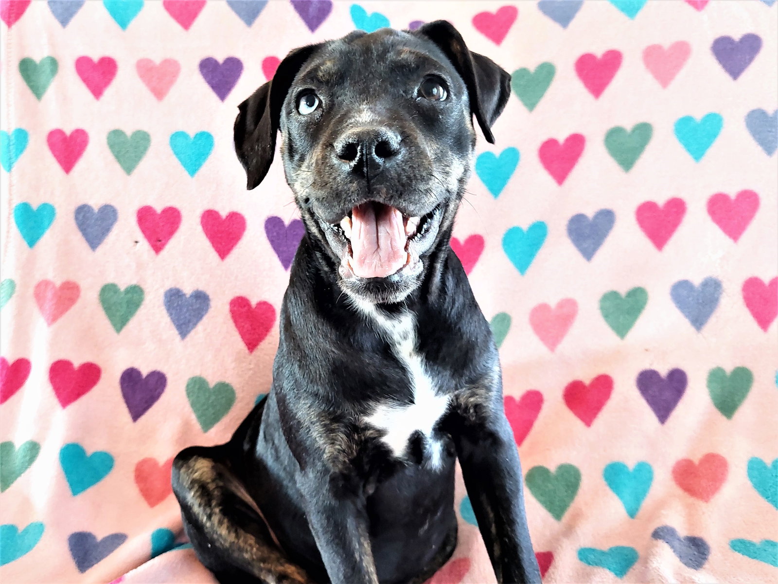 Dog for Adoption - PUPPY GEORGETTE, a Australian Cattle Dog/Blue Heeler ...