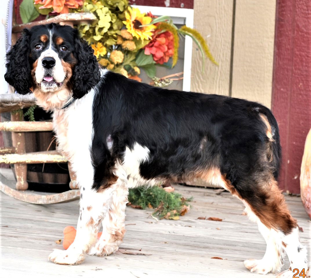 Dog for Adoption - PEPPER LEIGH, a Springer Spaniel in Mount Pleasant ...