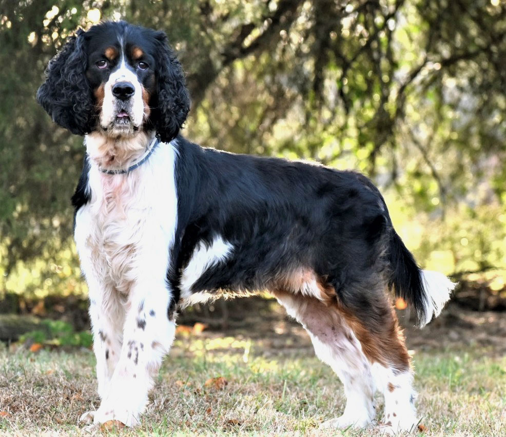Dog for Adoption - PEPPER LEIGH, a Springer Spaniel in Mount Pleasant ...