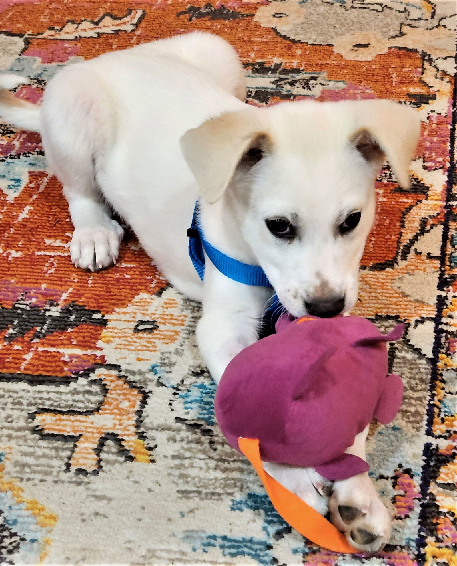 Dog for Adoption - PUPPY KIND COSMO, a Labrador Retriever in ...