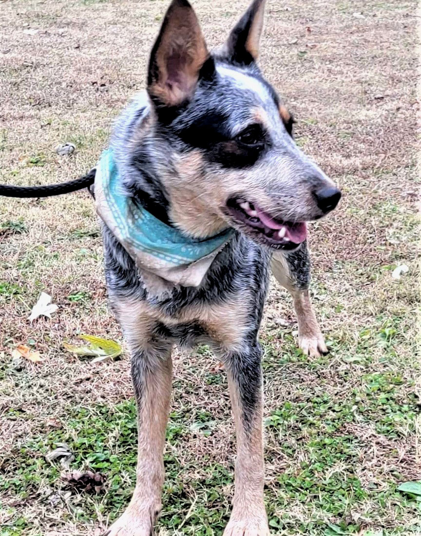 Dog for Adoption - DECI PEARL, a Australian Cattle Dog/Blue Heeler in ...