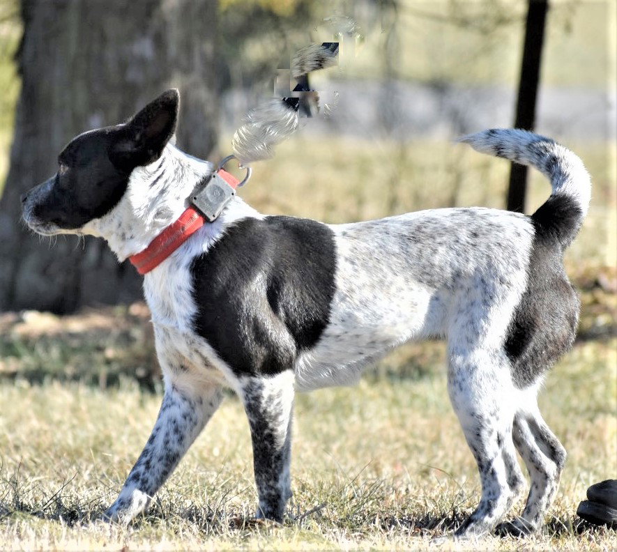 Dog for Adoption - MISTY FAYE, a Australian Cattle Dog/Blue Heeler in ...