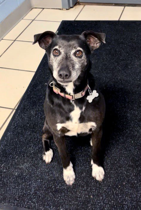 Dog for Adoption - TONI, a Jack Russell Terrier in Nashville, TN ...