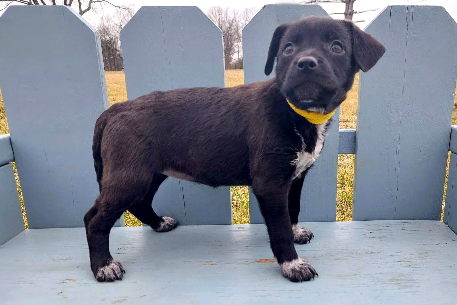Dog for Adoption - PUPPY LITTLE BREE, a Labrador Retriever in Mount ...