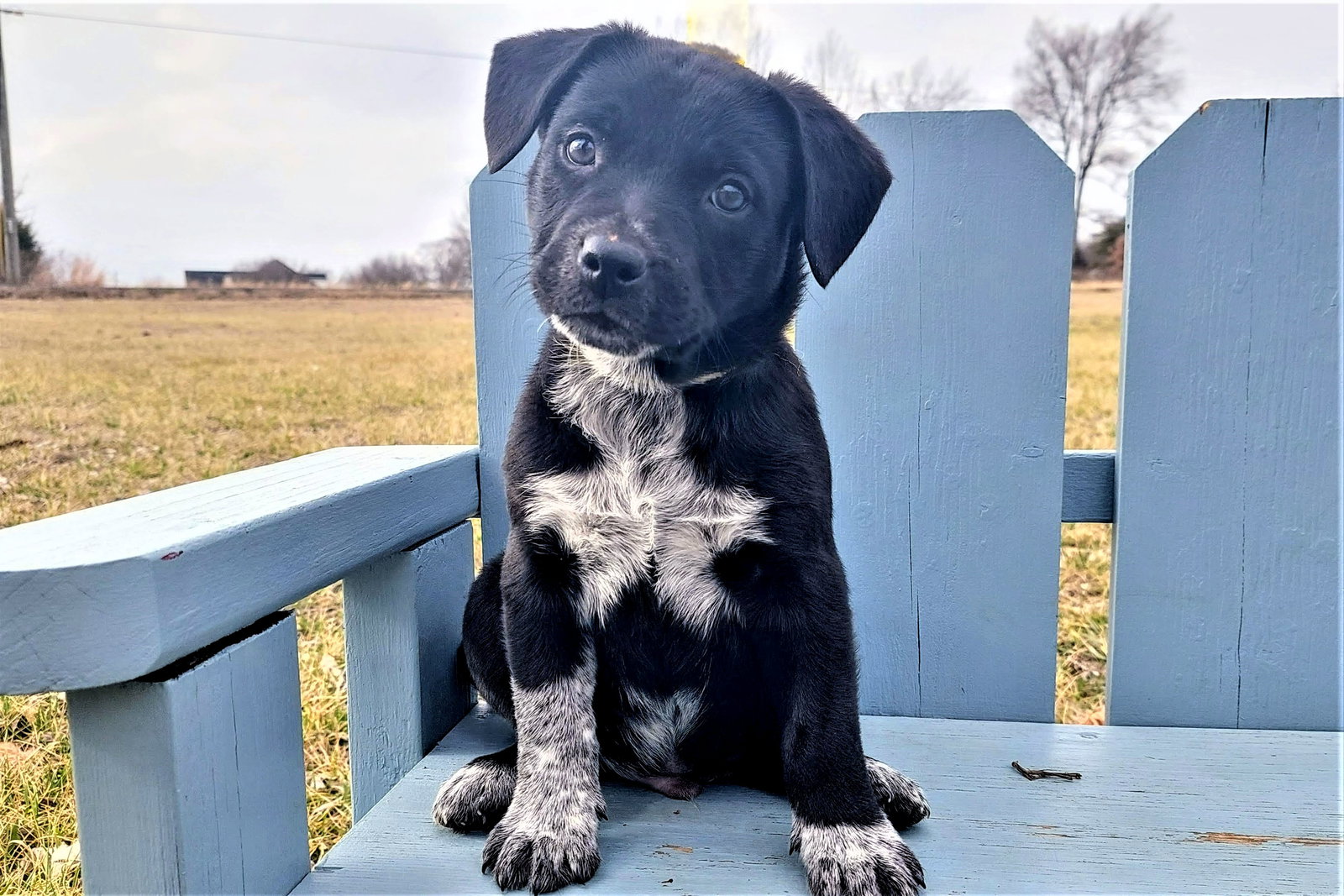 Dog for Adoption - PUPPY BRAYDEN, a Labrador Retriever in Mount ...