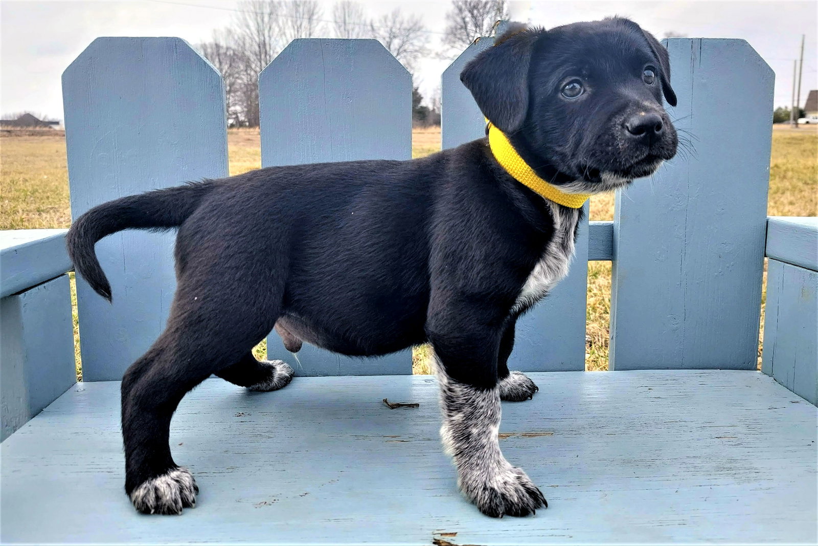 Dog for Adoption - PUPPY BRAYDEN, a Labrador Retriever in Mount ...
