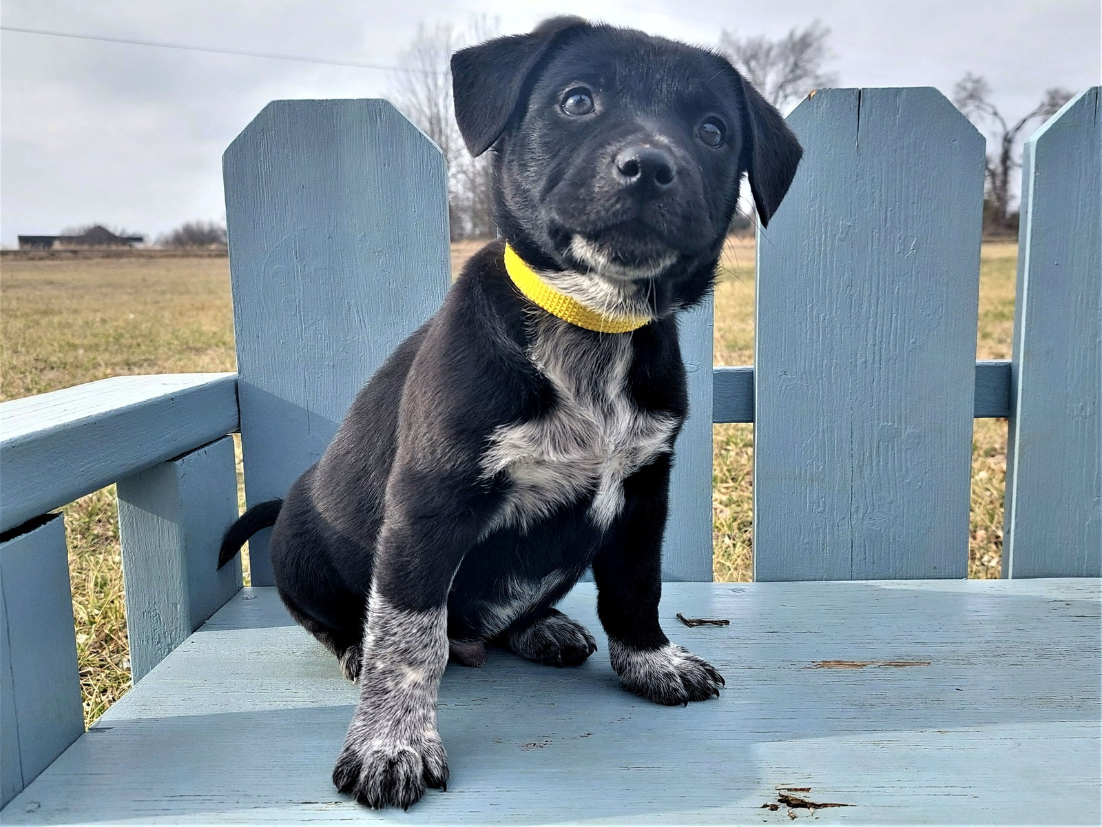 Dog for Adoption - PUPPY BRAYDEN, a Labrador Retriever in Mount ...