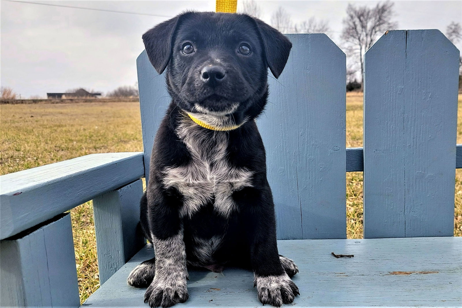 Dog for Adoption - PUPPY BRAYDEN, a Labrador Retriever in Mount ...